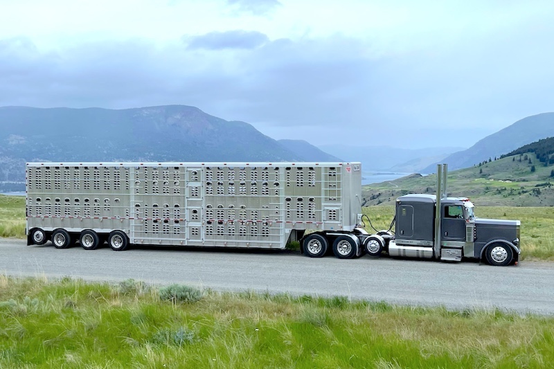 West Land Livestock | Reliable Livestock, Grain & Vehicle Transport ...